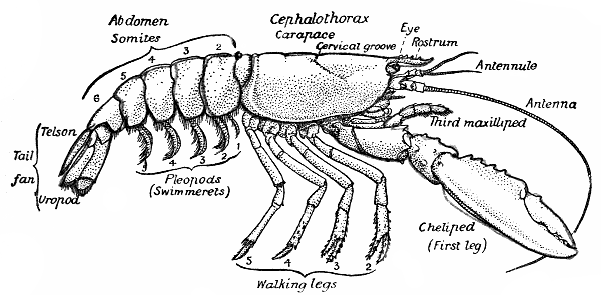 The Project Gutenberg eBook of The Life Of Crustacea, by W. T. Calman ...