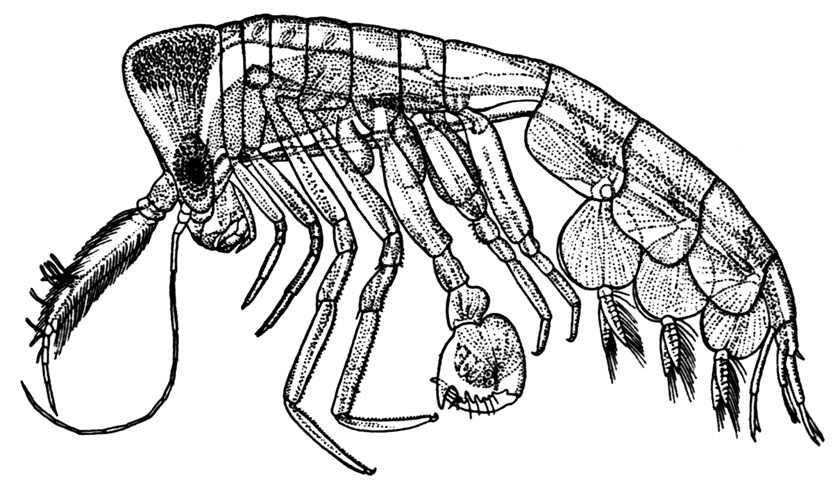 The Project Gutenberg eBook of The Life Of Crustacea, by W. T. Calman ...