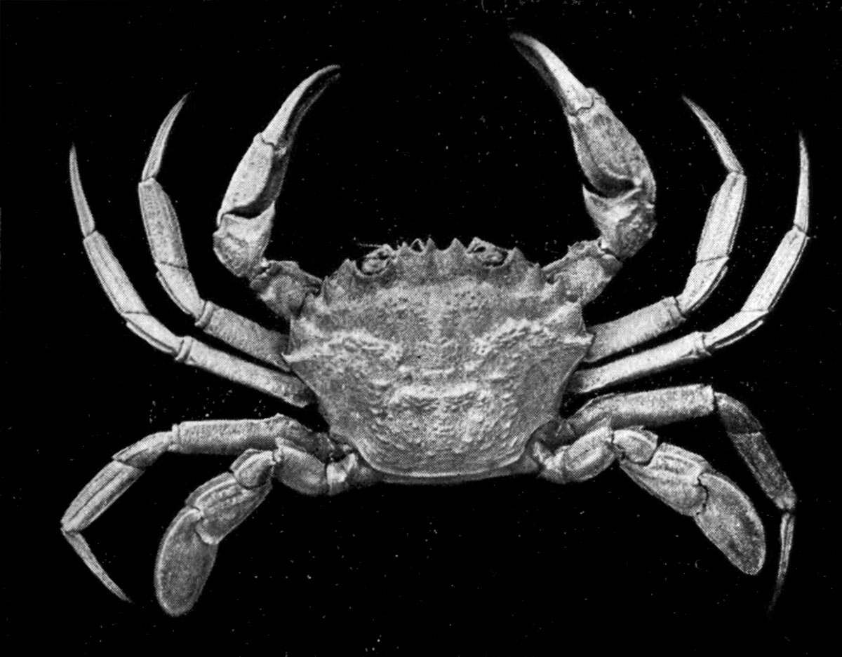 The Project Gutenberg eBook of The Life Of Crustacea, by W. T. Calman ...