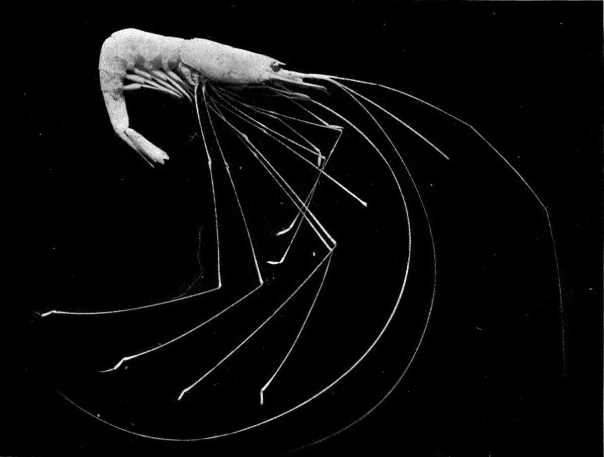 The Project Gutenberg eBook of The Life Of Crustacea, by W. T. Calman ...